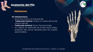 anatomía del pie traumatología y ortopedia | PPTX