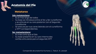 anatomía del pie traumatología y ortopedia | PPTX