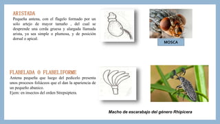 Piezas bucales y antenas | PPTX