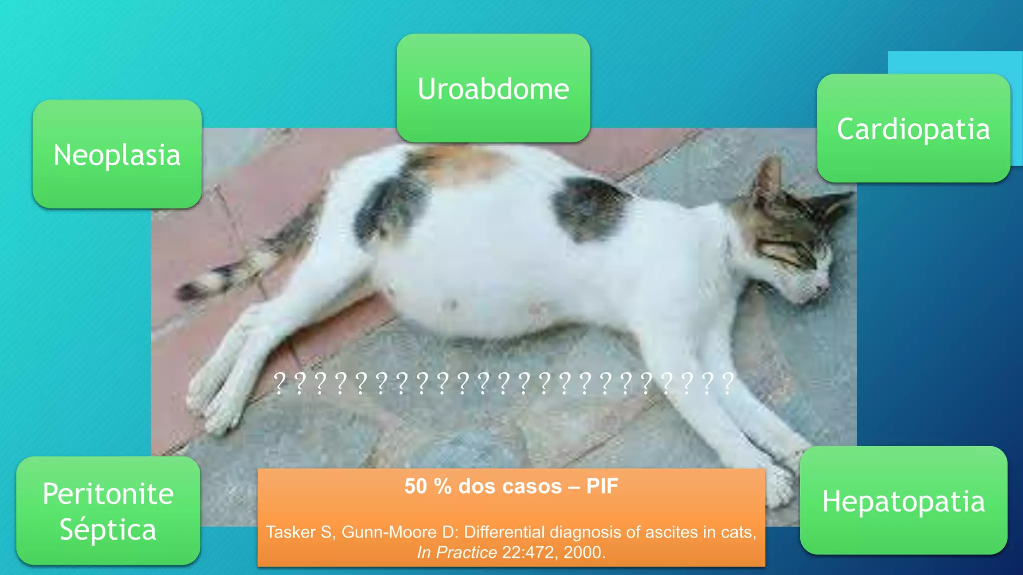 Peritonite Infecciosa Felina PIF | PPTX