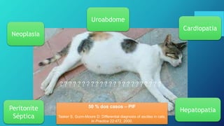 Peritonite Infecciosa Felina PIF | PPT
