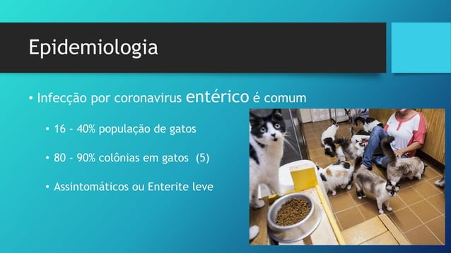 Peritonite Infecciosa Felina PIF