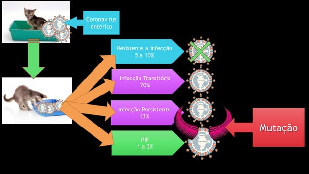 Peritonite Infecciosa Felina PIF
