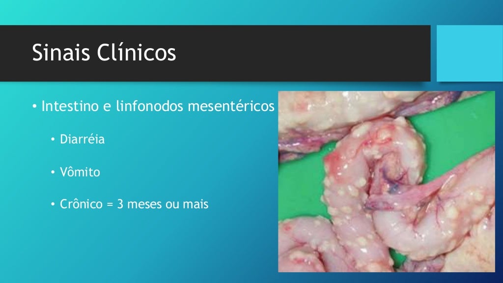 Peritonite Infecciosa Felina PIF