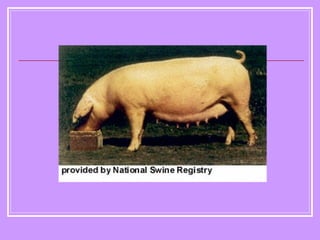 Pig | PPT