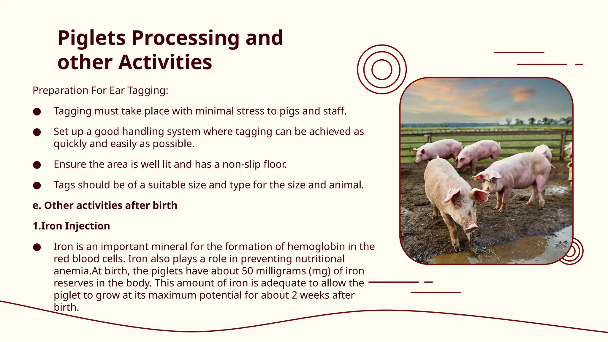 *Proper_Handling_of_Hogs_and_The_Important_Nutrient_Needed | PPTX