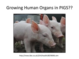 Pig Stem Cells | PPT