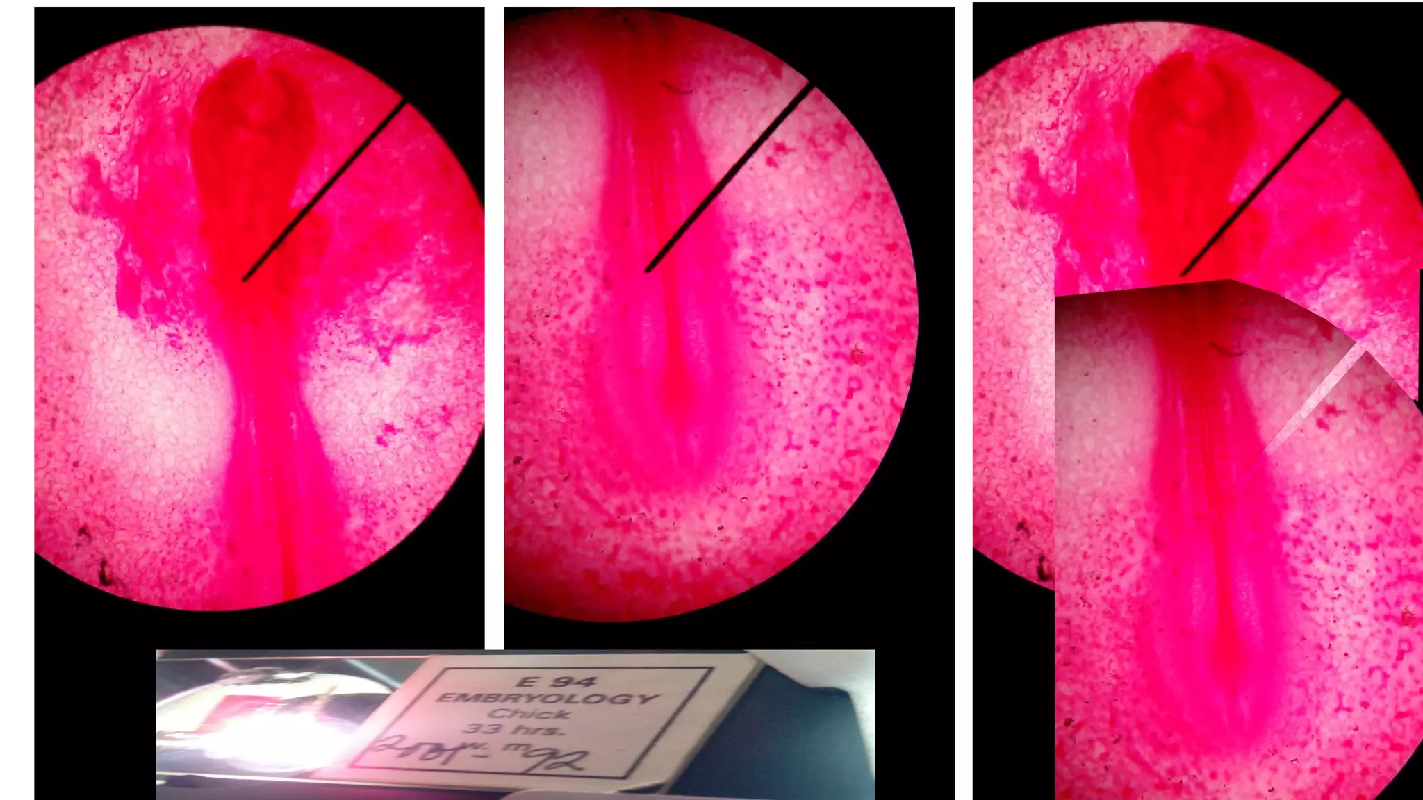 Pig and chick embryology lab | PDF