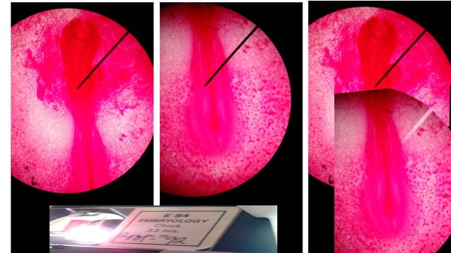 Pig and chick embryology lab | PDF