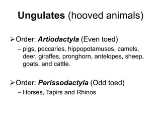 General Biology Fetal Pig Dissection-I.ppt