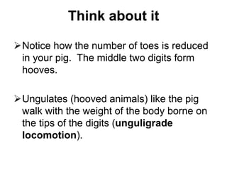 General Biology Fetal Pig Dissection-I.ppt