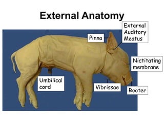 General Biology Fetal Pig Dissection-I.ppt