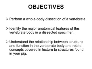 General Biology Fetal Pig Dissection-I.ppt