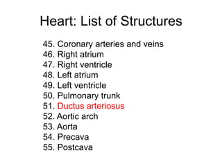 General BIO TWO Fetal Pig Dissection II.ppt