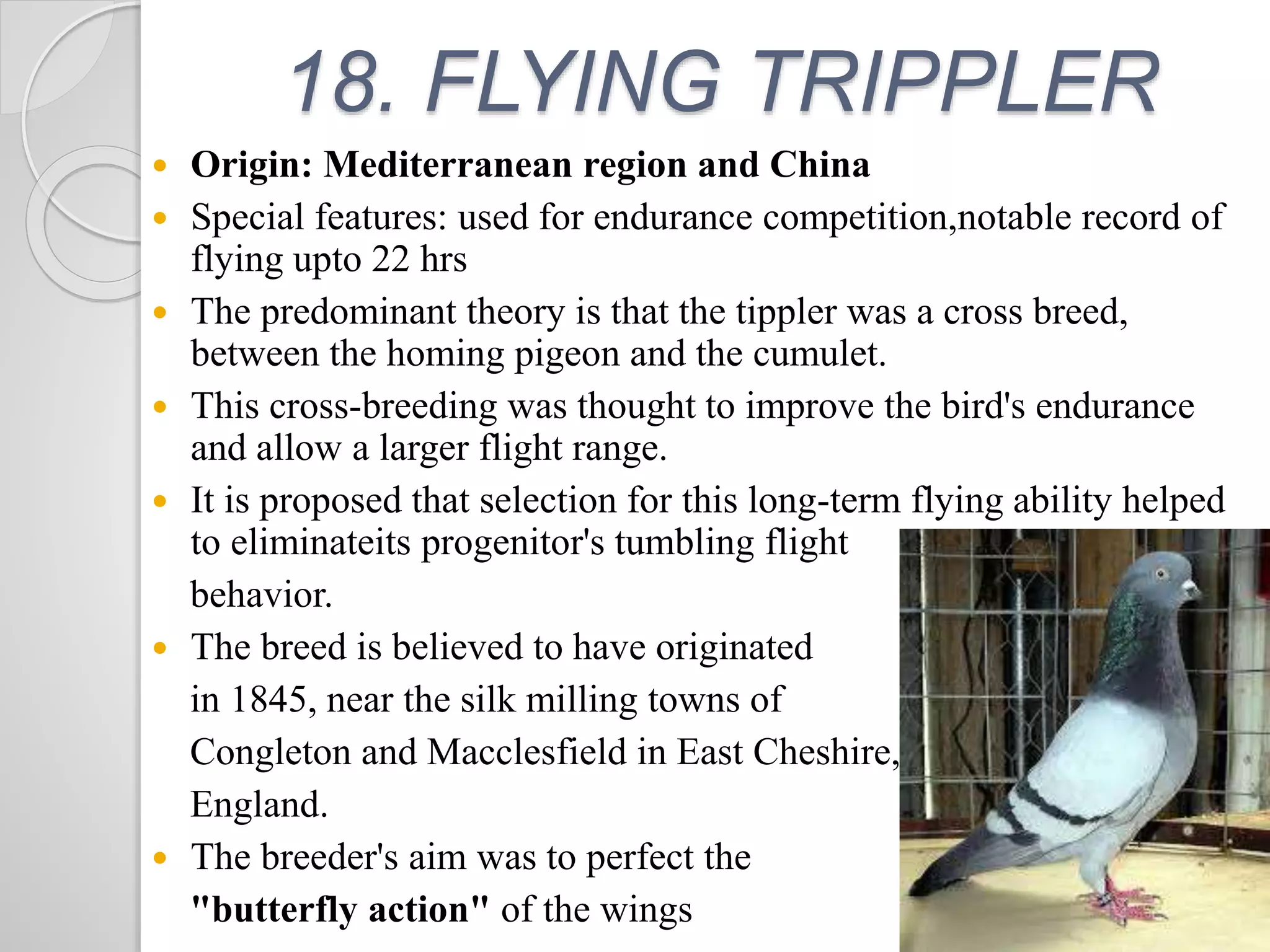 Pigeon breeds | PPTX