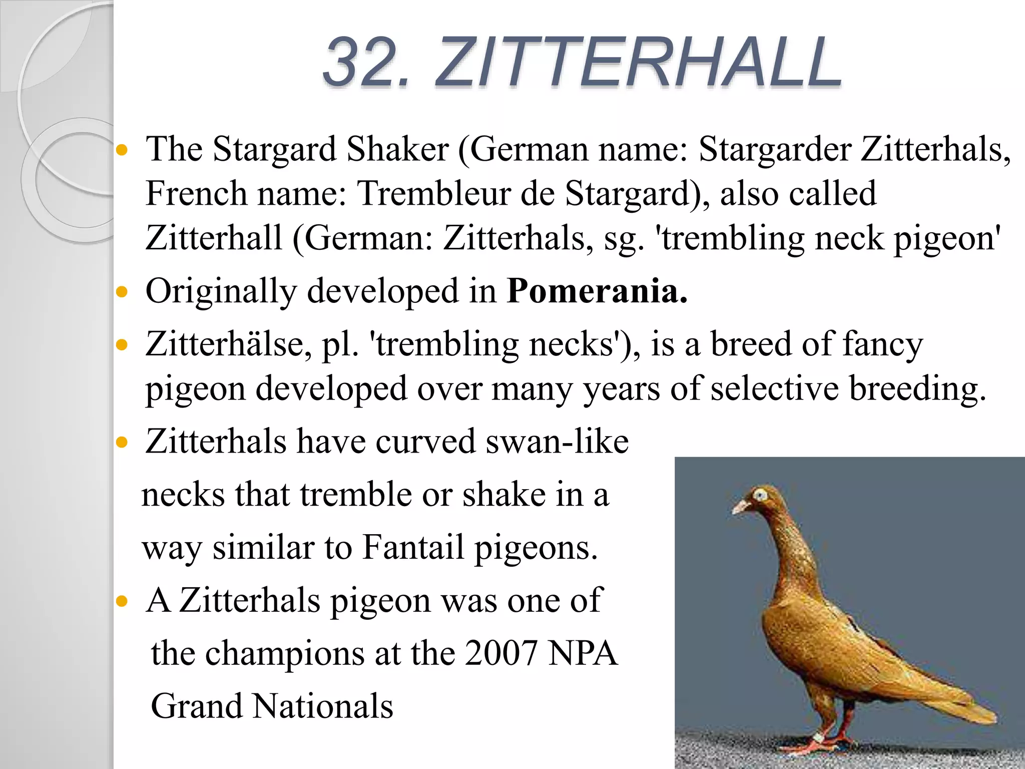 Pigeon breeds | PPTX