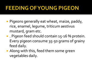 Pigeon farming | PPTX