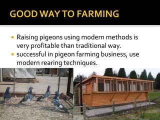 Pigeon farming | PPTX