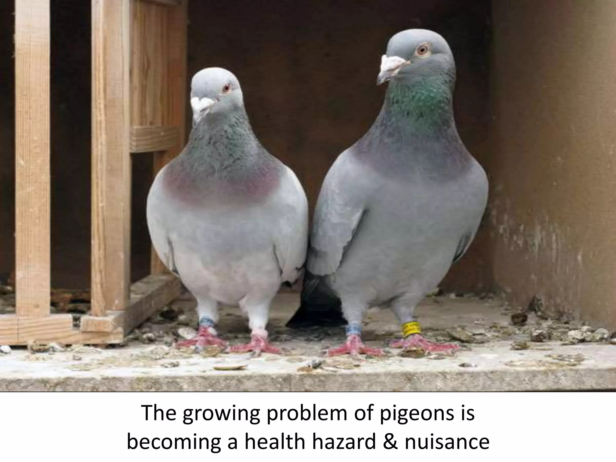Growing pigeon menace in Pune | PPTX