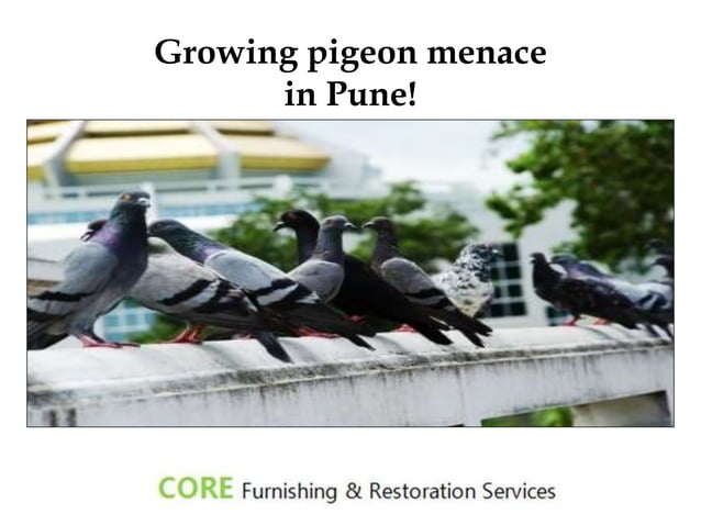 Growing pigeon menace in Pune | PPTX