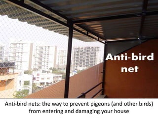Growing pigeon menace in Pune | PPTX