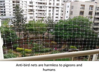 Growing pigeon menace in Pune | PPTX