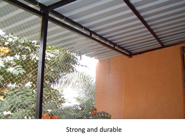 Growing pigeon menace in Pune | PPTX