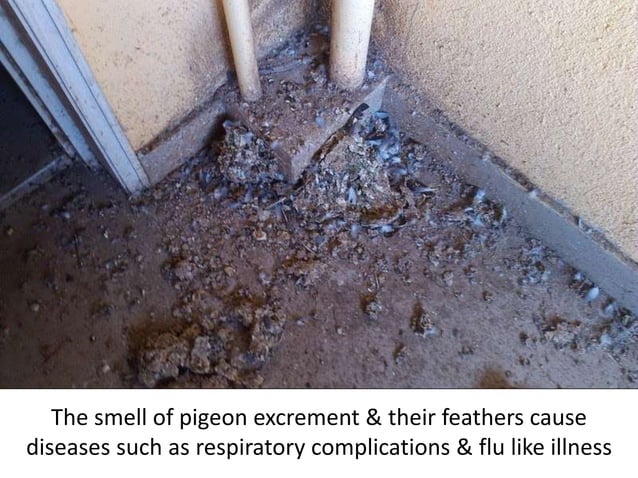 Growing pigeon menace in Pune | PPTX