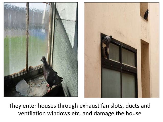 Growing pigeon menace in Pune | PPTX