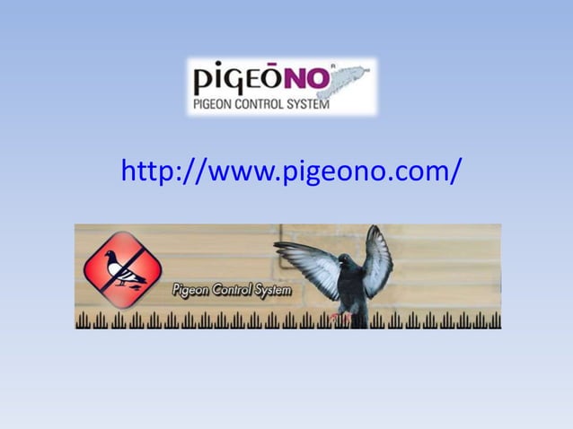 Pigeon control products | PPT
