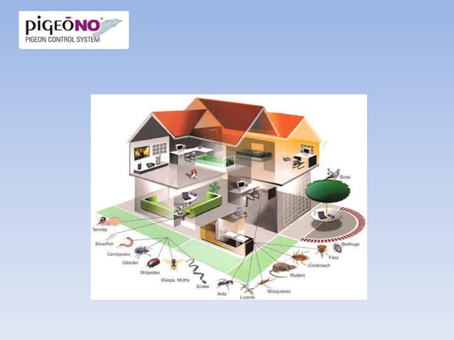 Pigeon control products | PPT