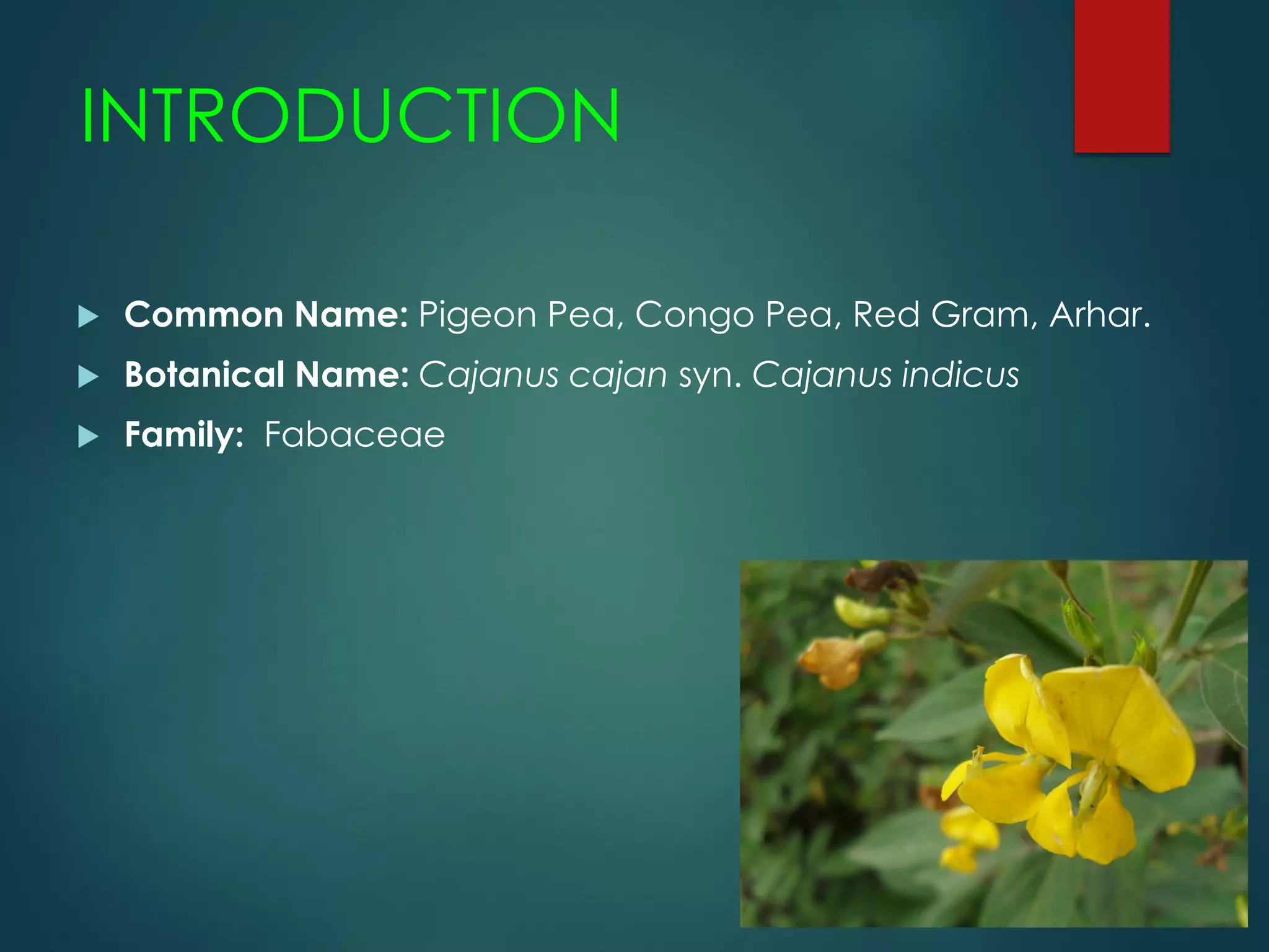 Pigeon pea | PDF