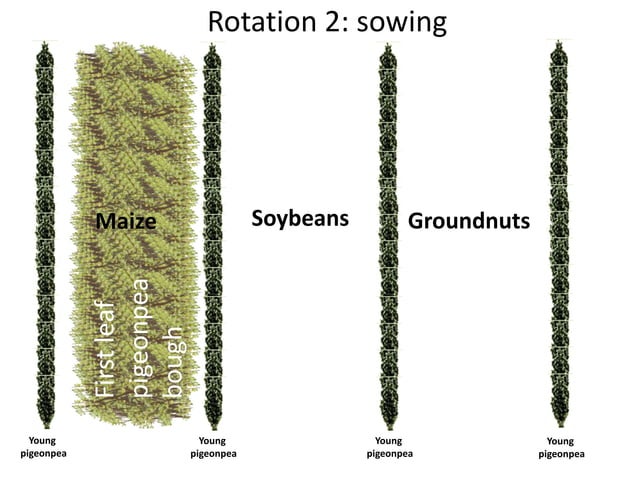 Bountiful farming | PPTX