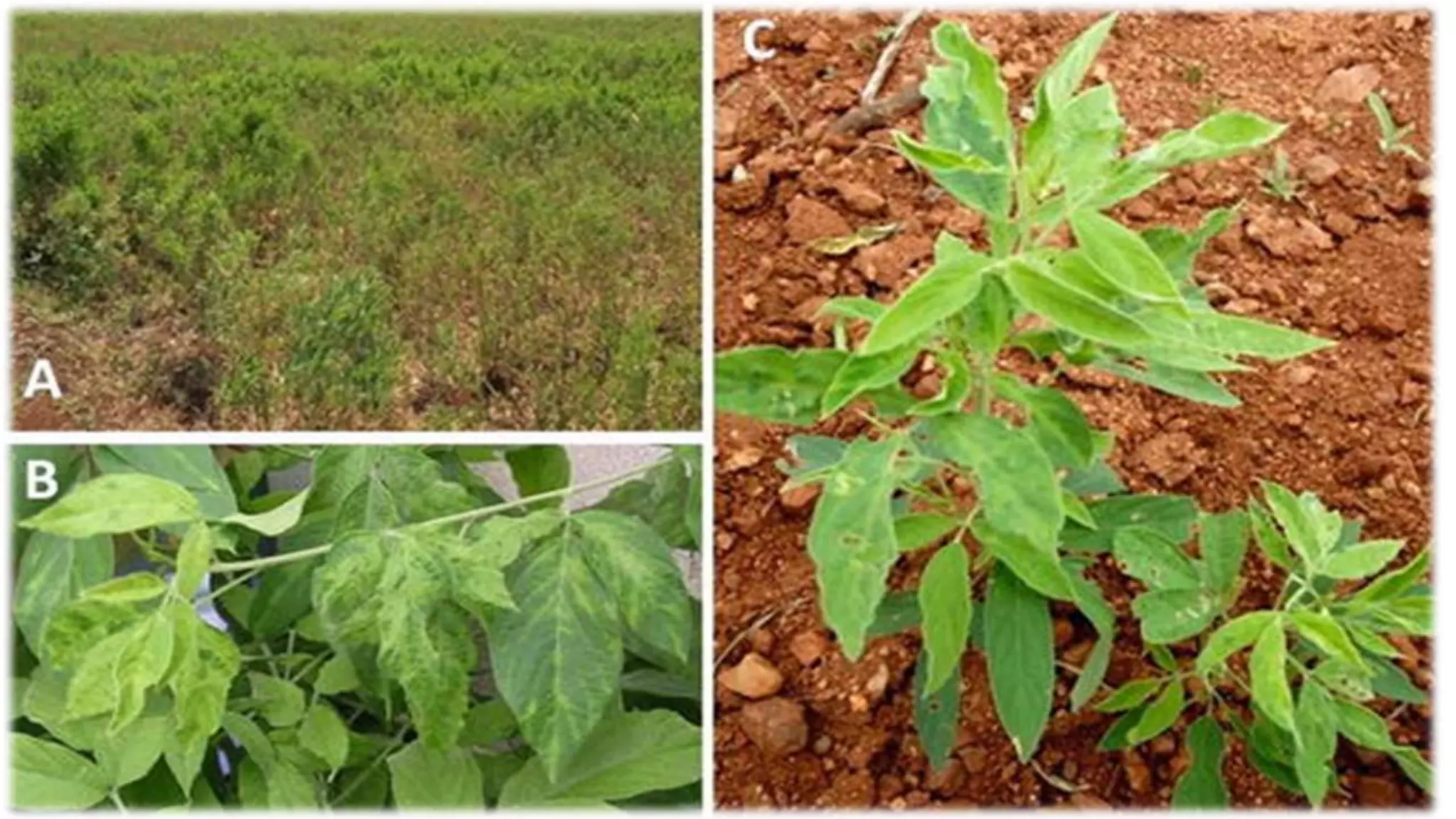 Pigeon pea diseases RLBCAU | PPTX