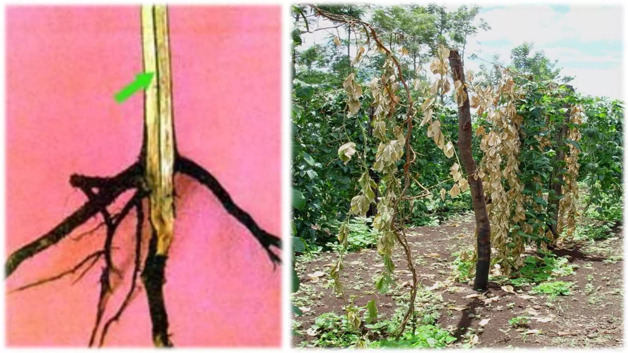 Pigeon pea diseases RLBCAU | PPTX