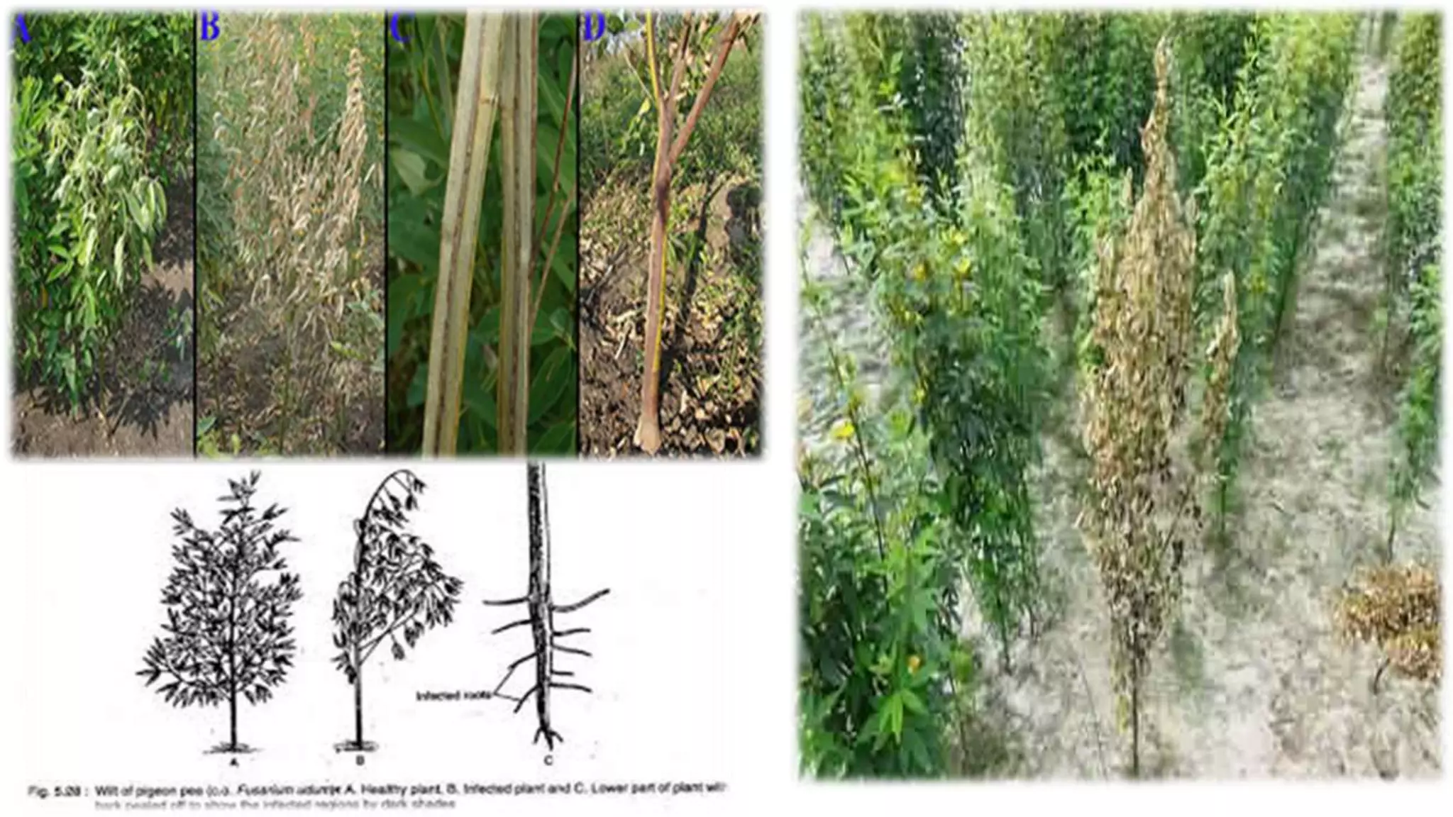 Pigeon pea diseases RLBCAU | PPTX