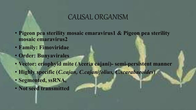 Pigeon pea diseases RLBCAU | PPTX