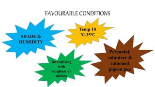 Pigeon pea diseases RLBCAU | PPTX