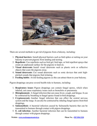 Pigeon Pest Control 101 | PDF