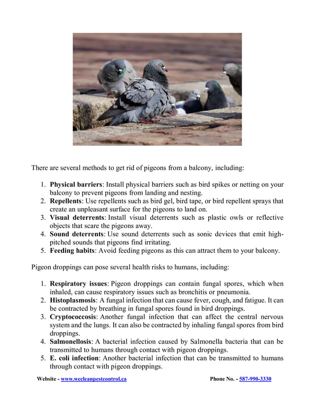 Pigeon Pest Control 101 | PDF