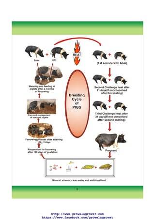 Pig Farming Guide | PDF