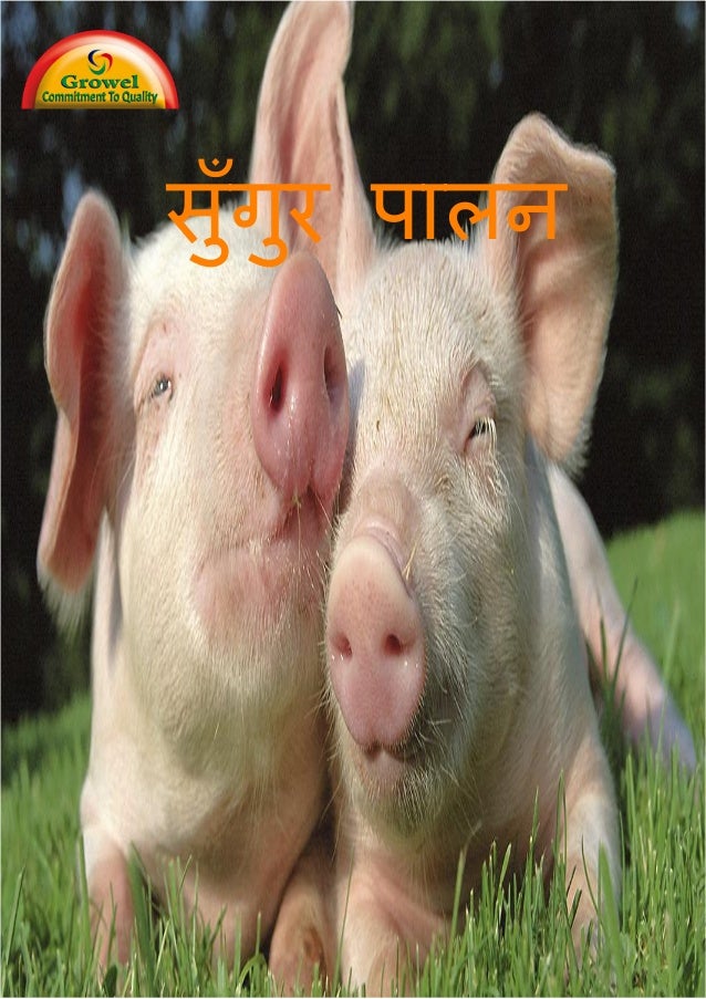 Pig Farming Guide In Nepali pig-farming-guide-in-nepali