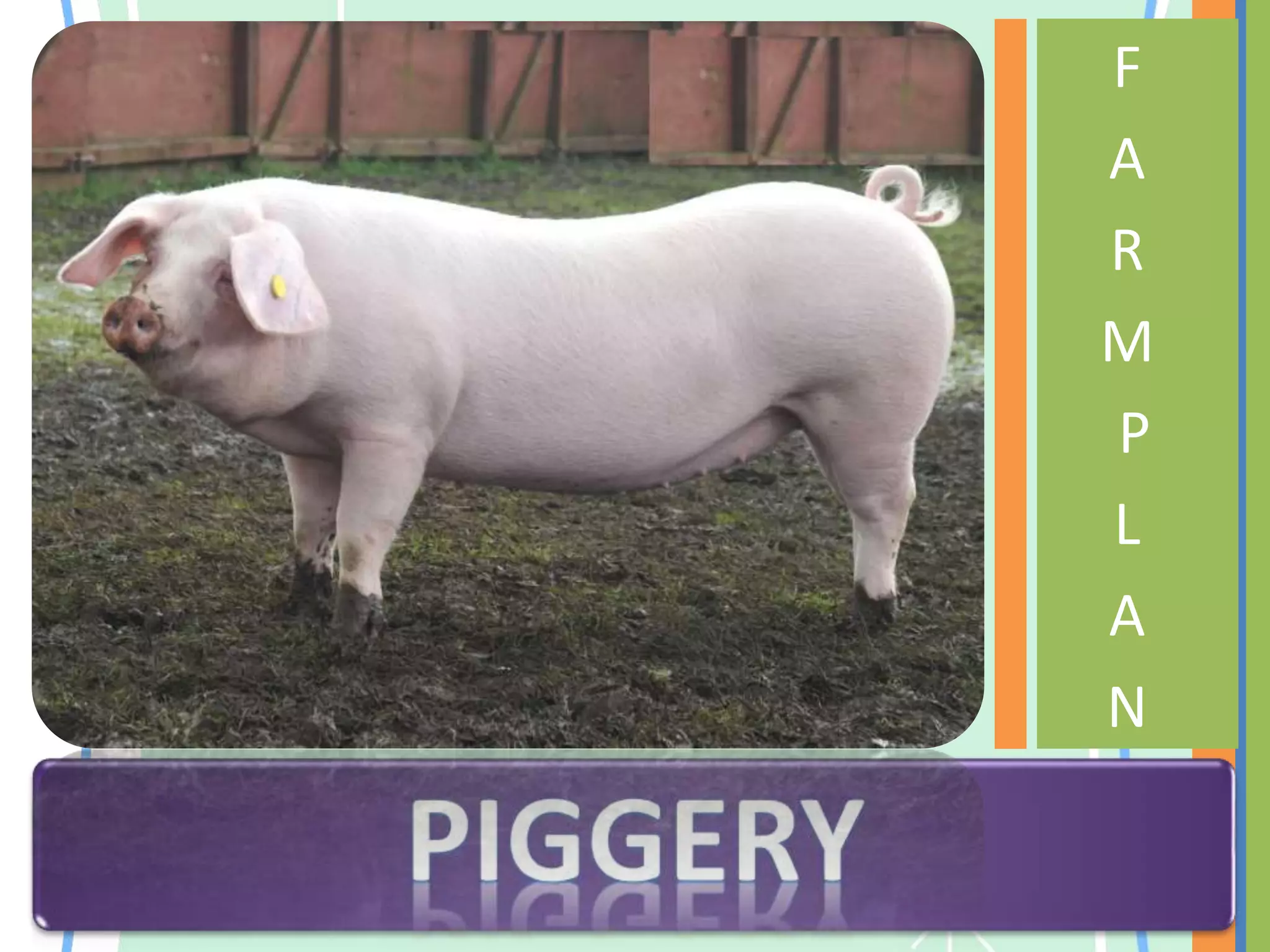 Piggery | PPTX