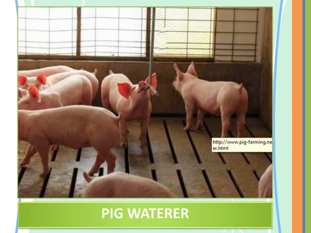Piggery | PPTX