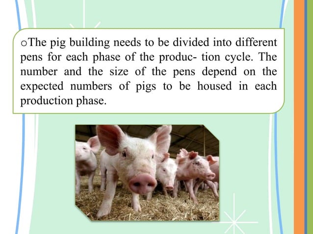 Piggery | PPTX