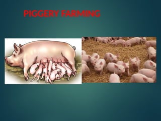 piggery farming rearing and maintenance in Uganda | PPT