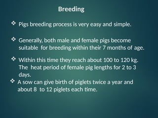 piggery farming rearing and maintenance in Uganda | PPT