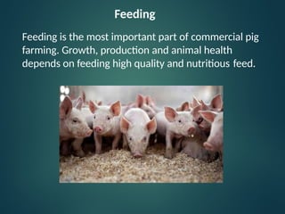 piggery farming rearing and maintenance in Uganda | PPT