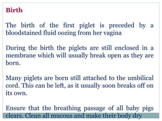 Piglet management | PPTX