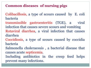 Piglet management | PPTX
